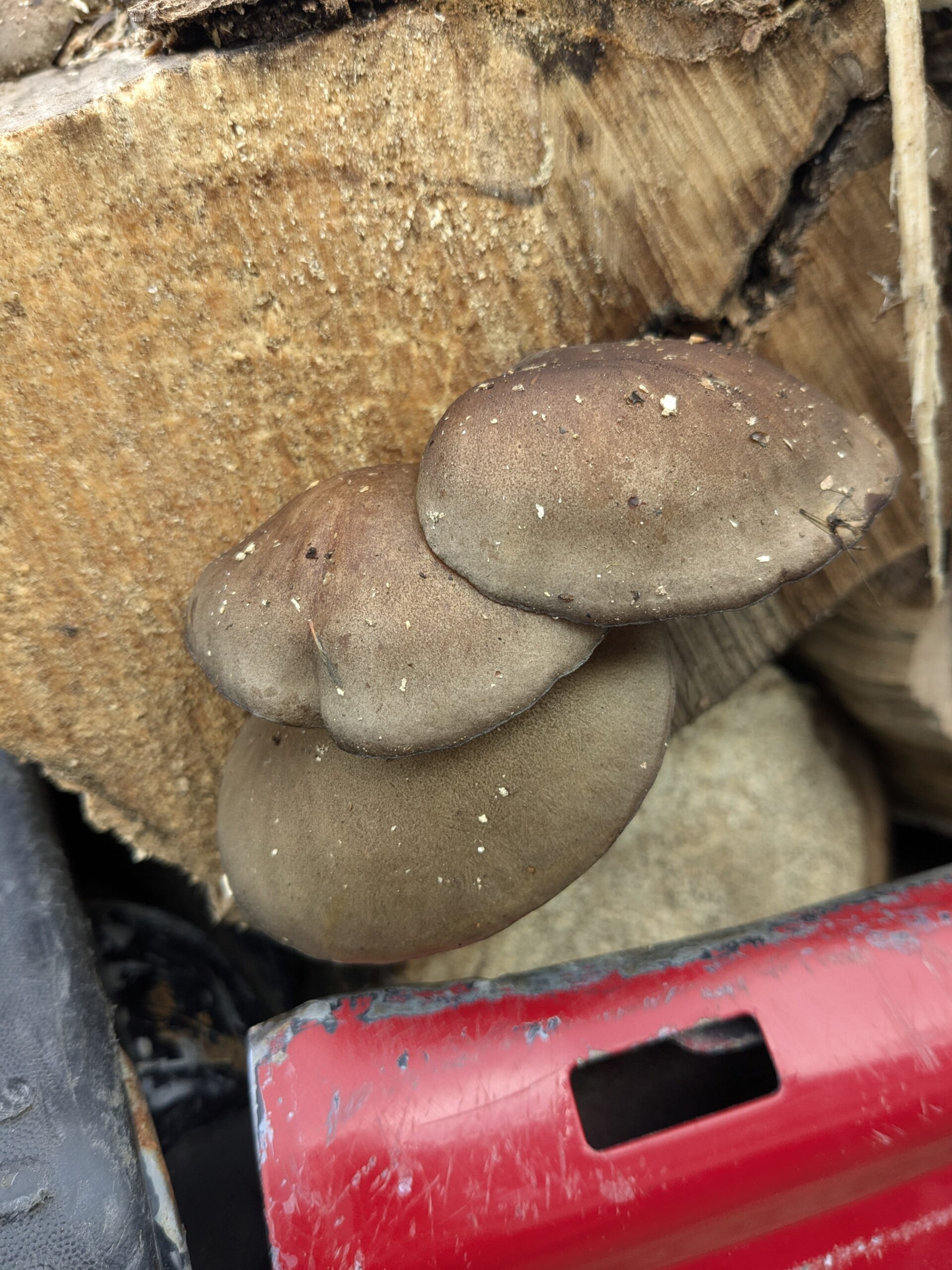 Late Fall Oyster Mushrooms - Northern Till & Forage